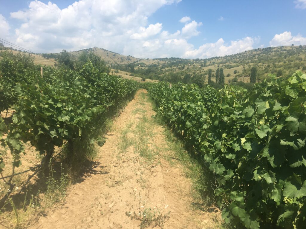 За нас - Vinika